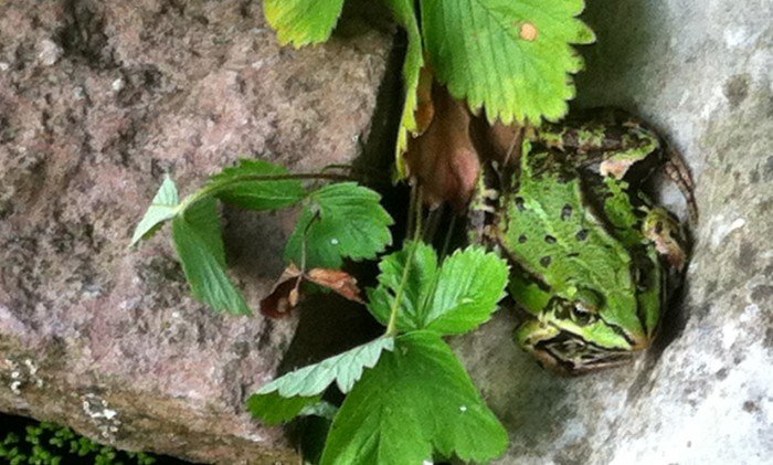 Vet ni skillnaden mellan groda och padda? | Maud Holmberg Klyft