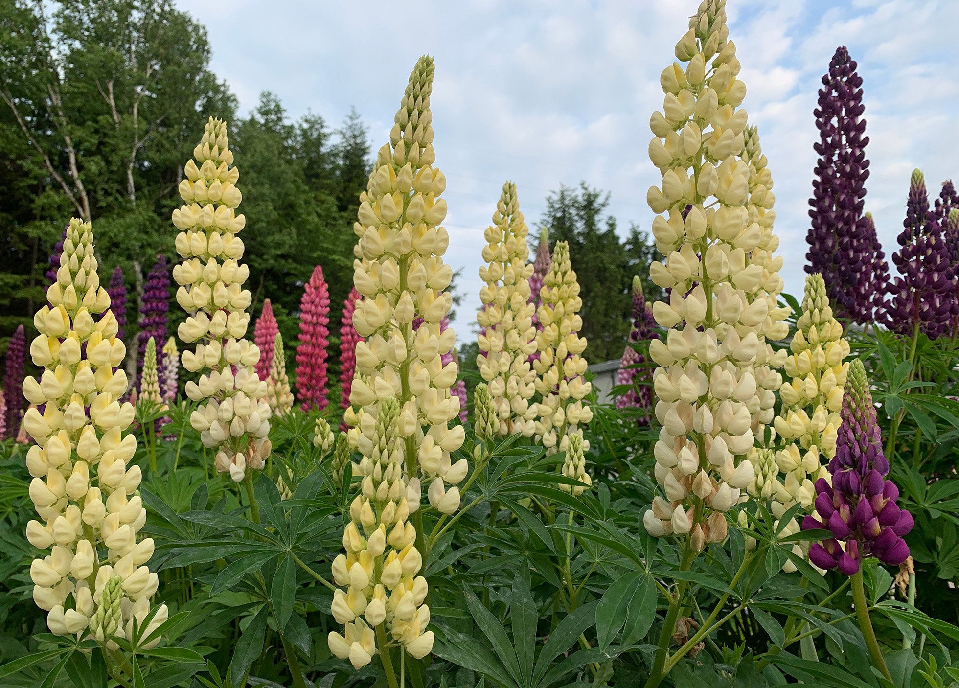 Lupin - monster eller mysig mormorsblomma? | Maud Holmberg Klyft